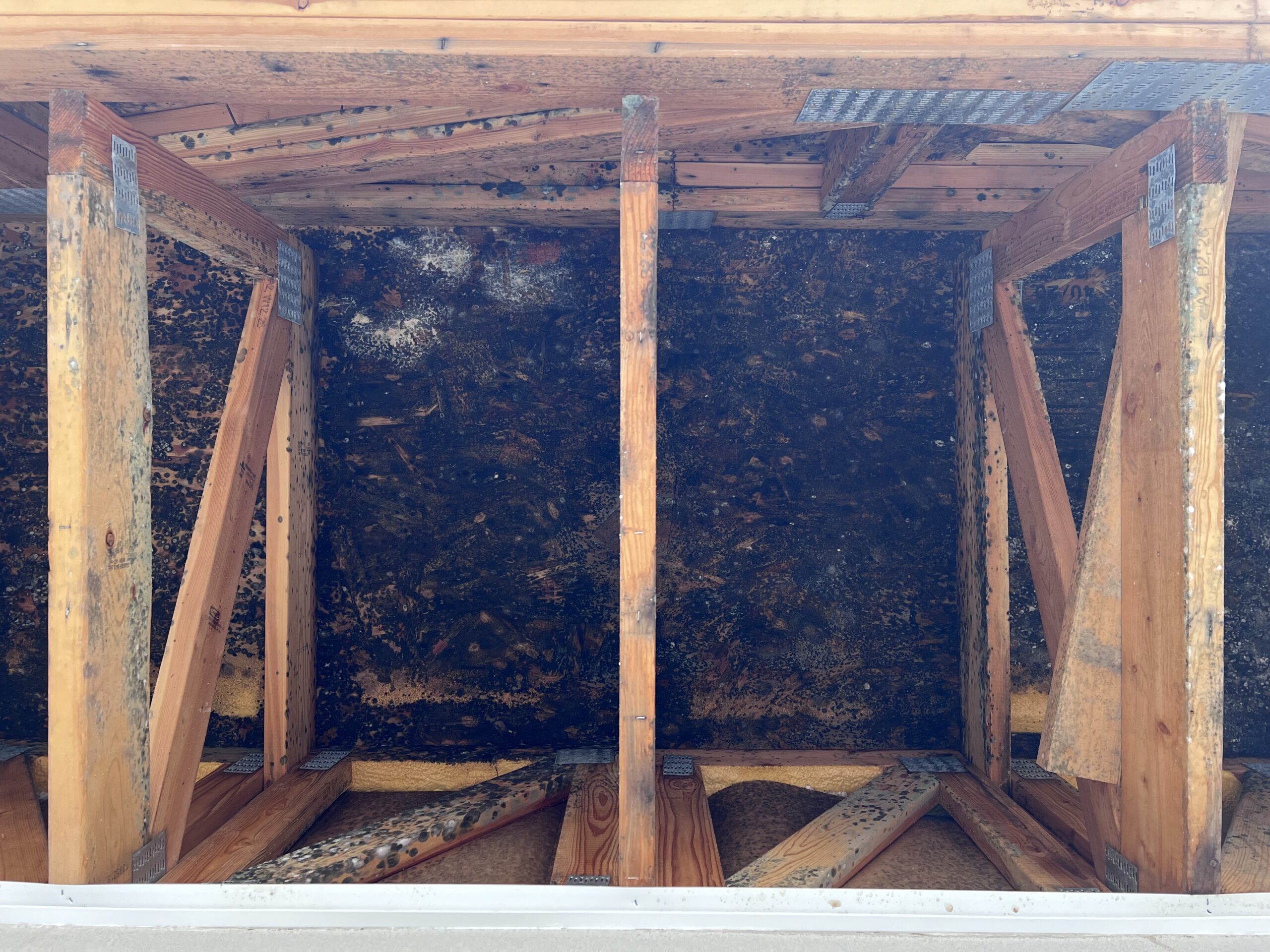 What To Do When You Find Black Mold - Complete Restoration